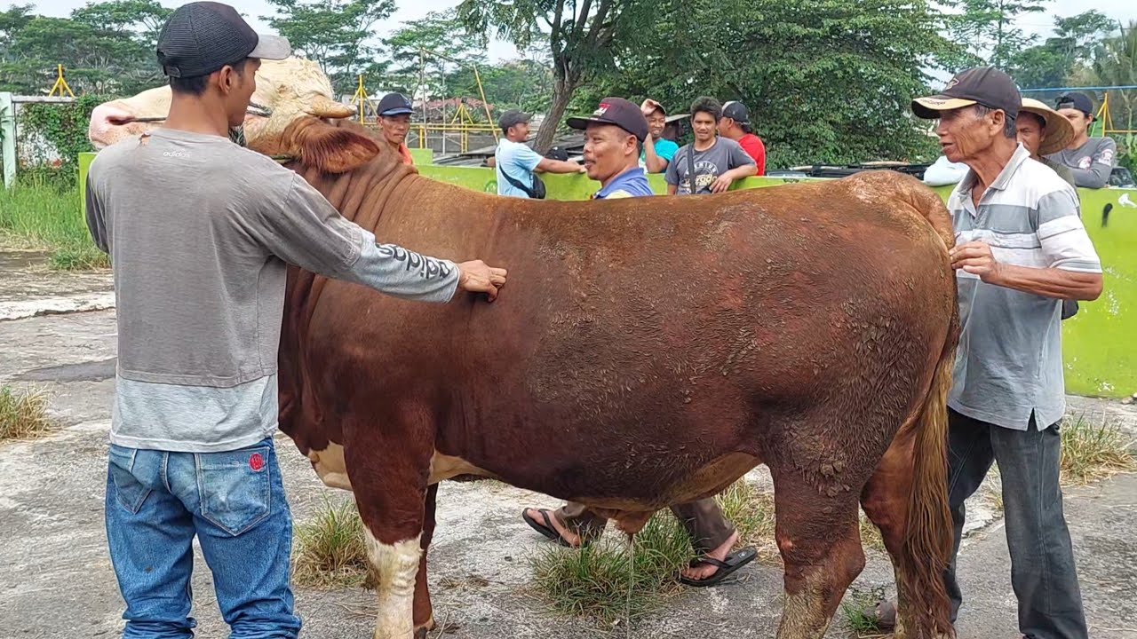 SAPI PEDAGING TERBESAR PASAR SEPI PEDAGANG RUGI PASAR GRABAG MAGELANG 🔥 ...