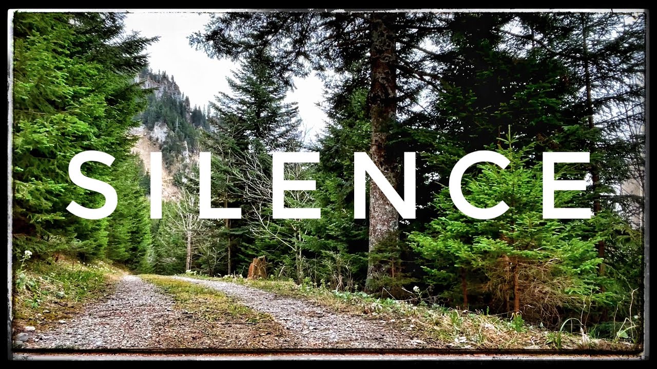 Meditation Nature Sounds | Silent Forest Ambience | Bird Songs | Quiet ...