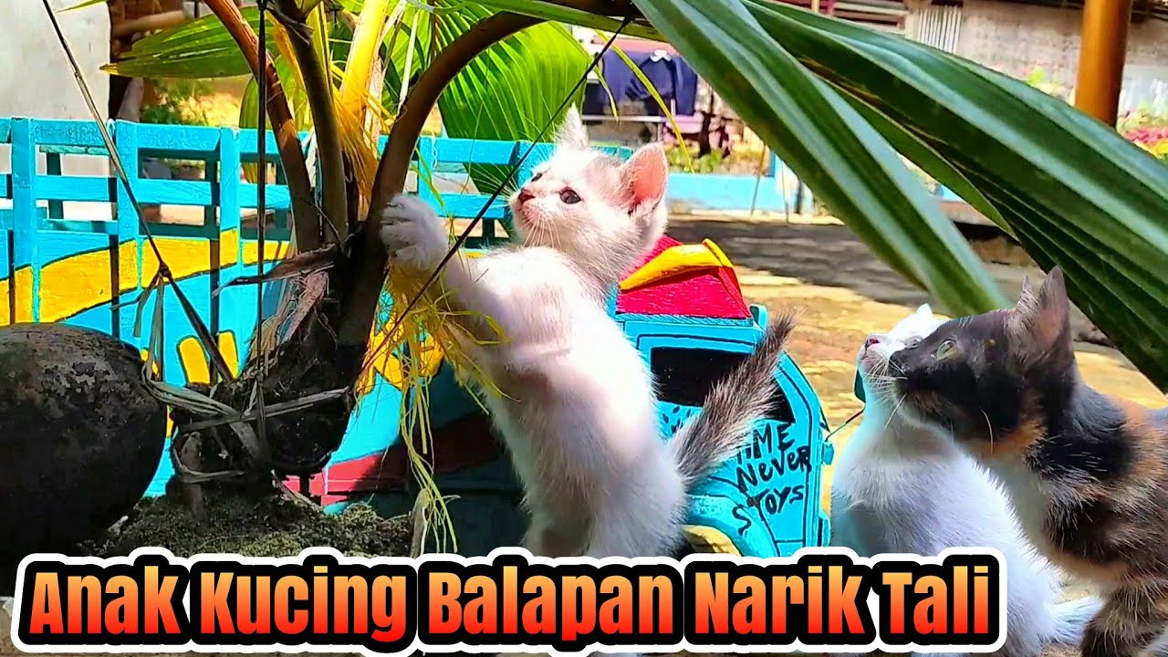 Anak kucing balapan narik tali | cute cat #fyp - YouTube