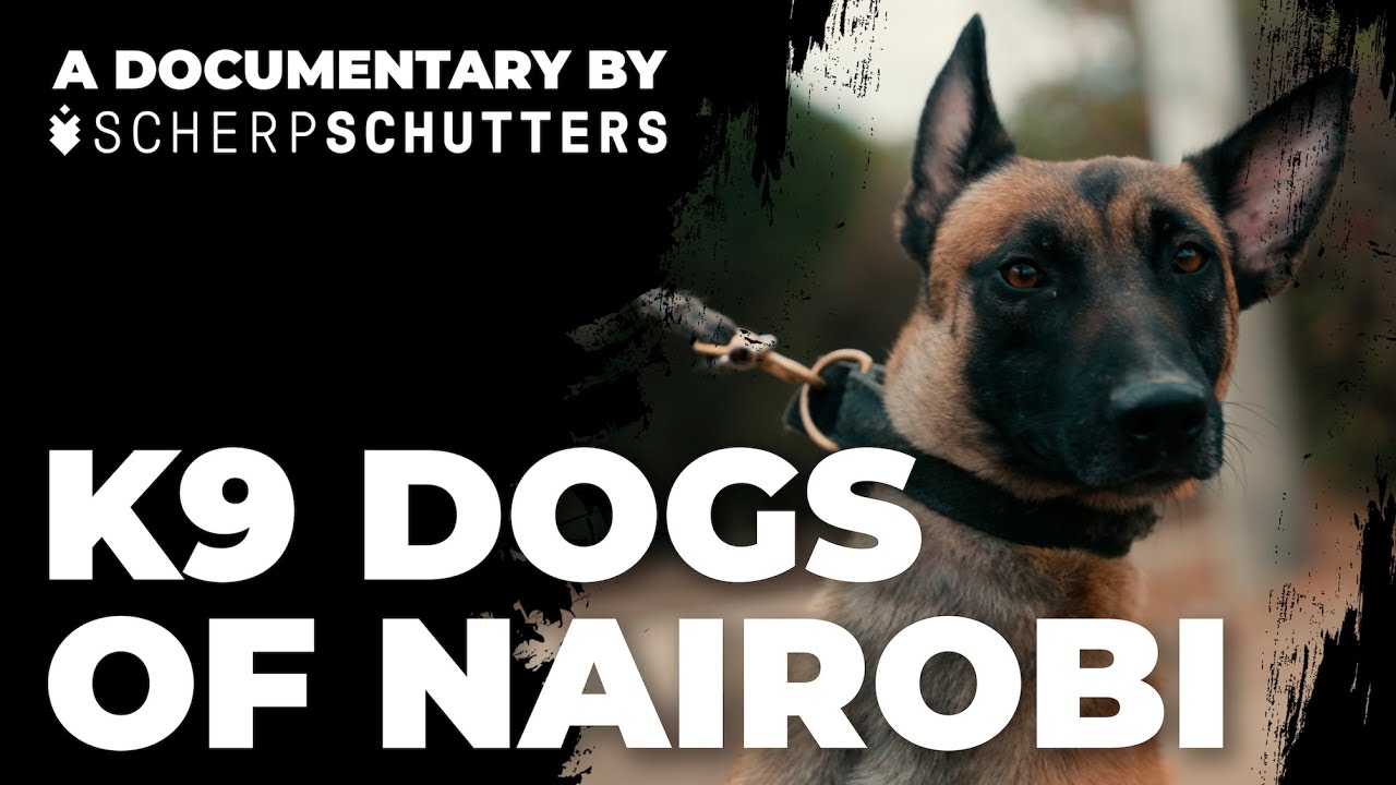 Explosive Detection K9 Dogs in Nairobi | Short documentary ...