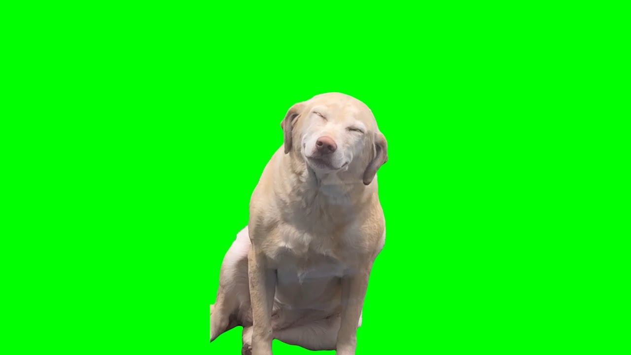 Green Screen Smiling Dog Meme - YouTube