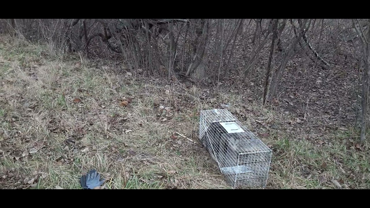 season 6,2021,22 missouri trapping. - YouTube