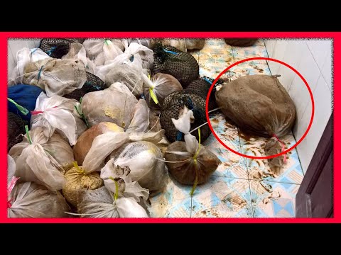 Bu Torbalarda Garip Ses Duydular, Açtıktan Sonra Gözlerine İnanamadılar