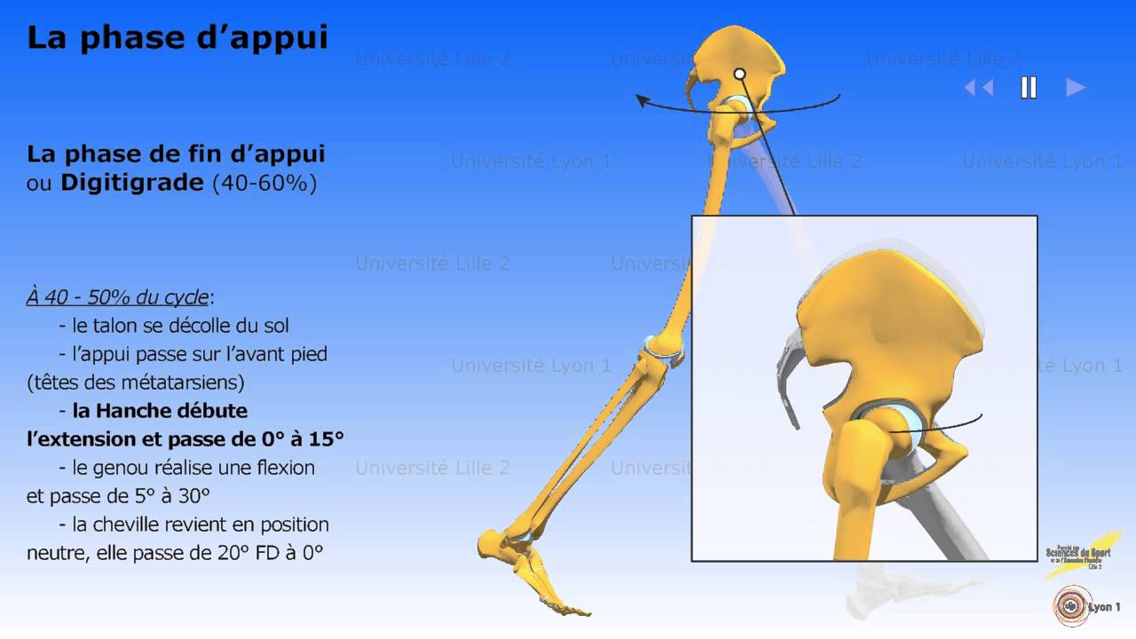 Biomecanique de la marche Partie 1 - YouTube