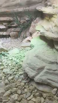 Turtles part 2 - YouTube