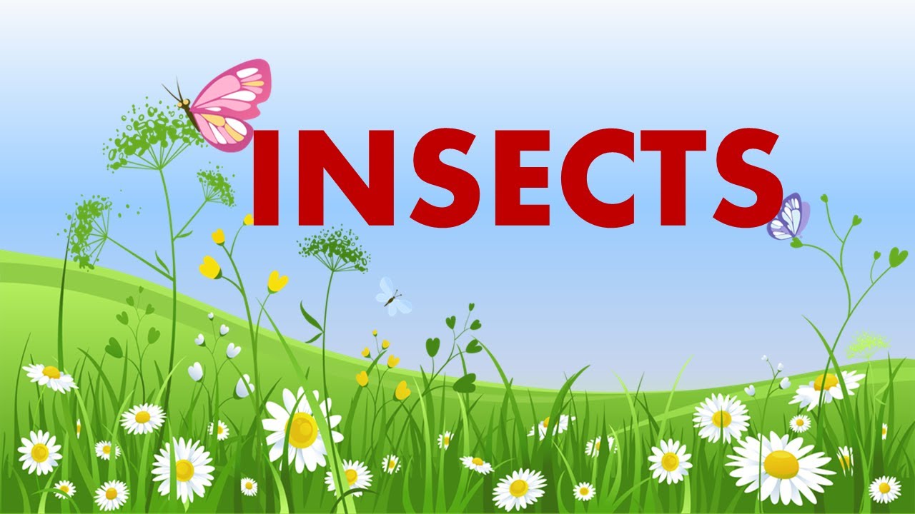 Insects | Insects for kids | 10 Interesting Insects | I Love Happy ...