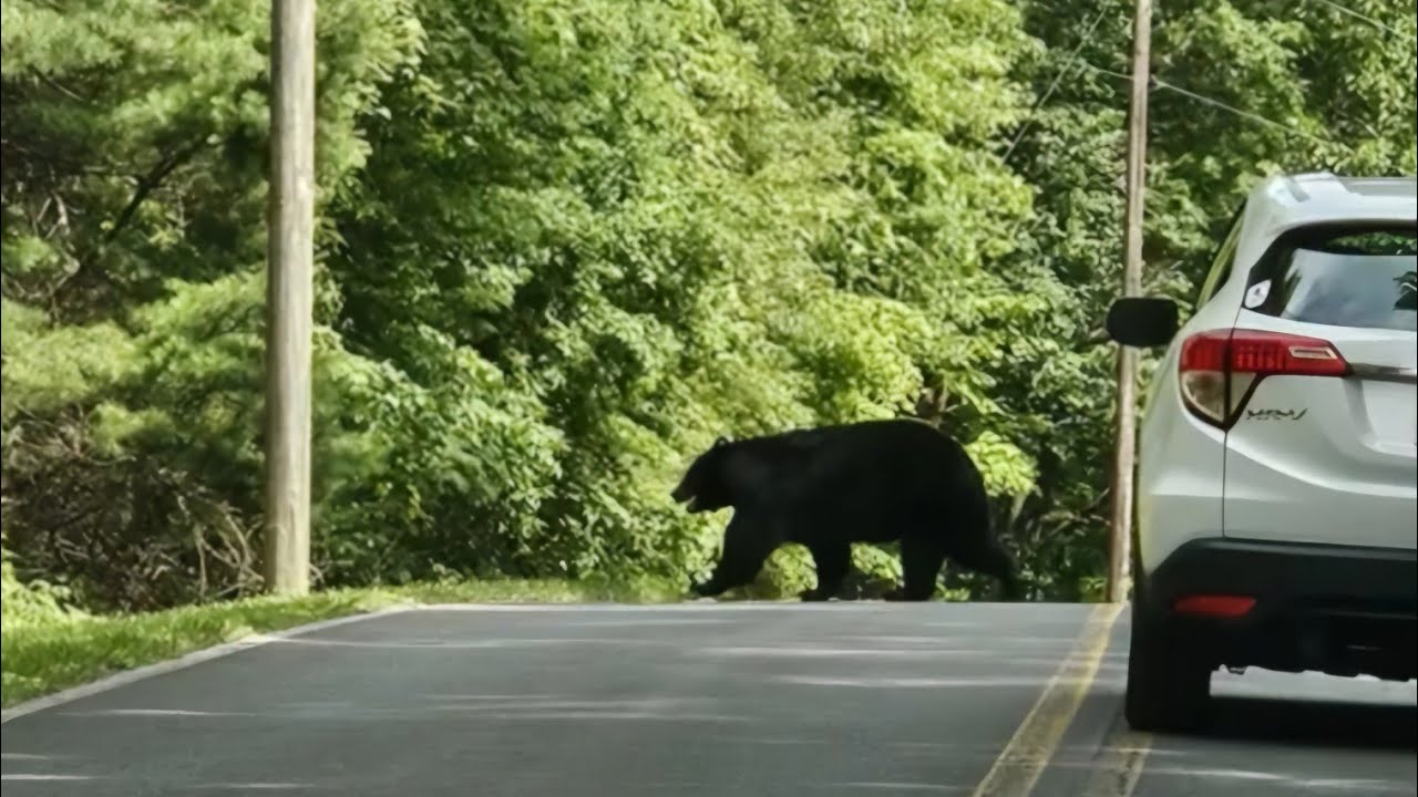 BluezGypsies 04 Killin Time - YouTube