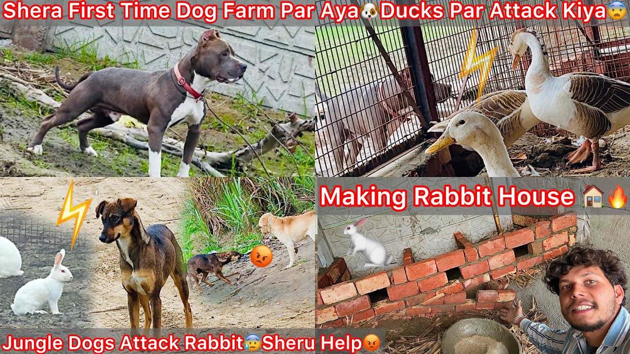 Shera Ko Phali Bar Dog Farm Par Le Gye🐶|| Jungle Dogs N Rabbit Par ...