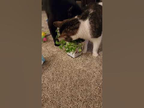 Cats try fresh catnip for the first time - YouTube