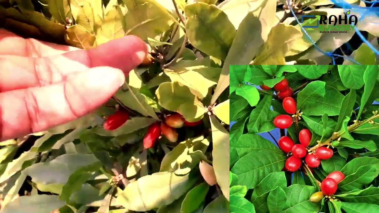অলৌকিক স্বাদেরফল মিরাকলবেরী || Magic Fruit miracle berry || রাহা ...