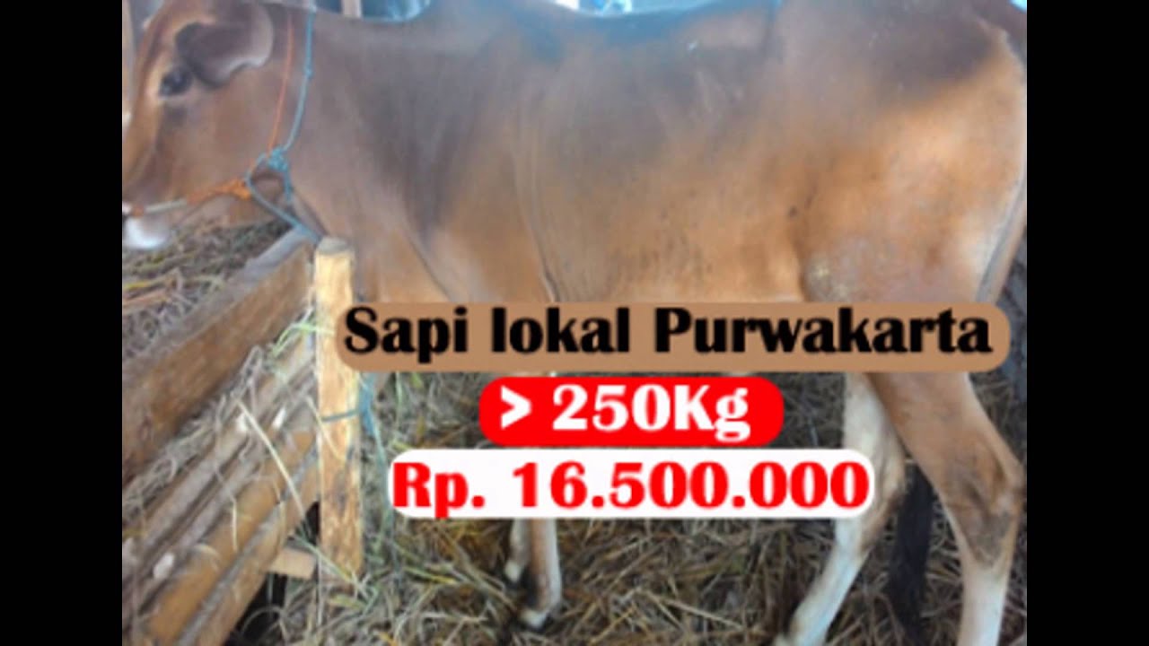 Harga Sapi Perah - YouTube