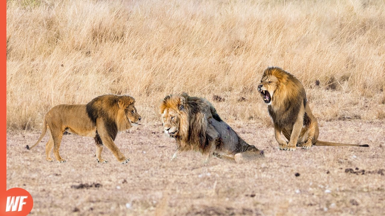 When Lions Attack Lone Lion..They Killed It - YouTube