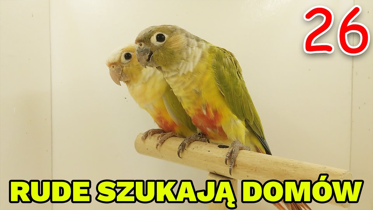 OSTATNIE WOLNE RUDOSTERKI Z SERII DILUTE! ZOSTAŁY 3! - YouTube
