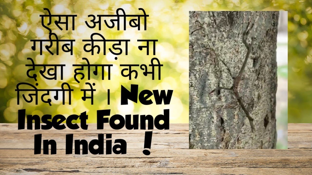 ऐसा अजीबो गरीब कीड़ा ना देखा होगा कभी जिंदगी में । New Insect Found In ...