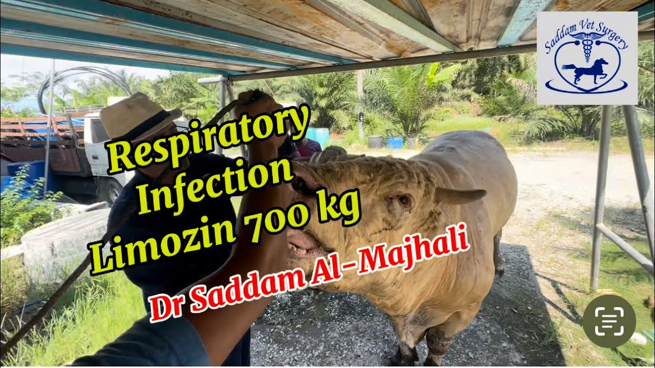 How to treat the Acute pneumonia in cattle and buffaloes/ Dr Saddam ...