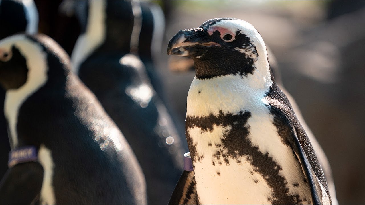 Who's Waddling With Whom? A Peek Into CMZoo Penguin Pairings - YouTube