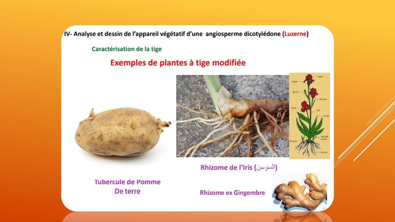 Préparation à l'examen TP biologie végétale : étude de l'appareil ...