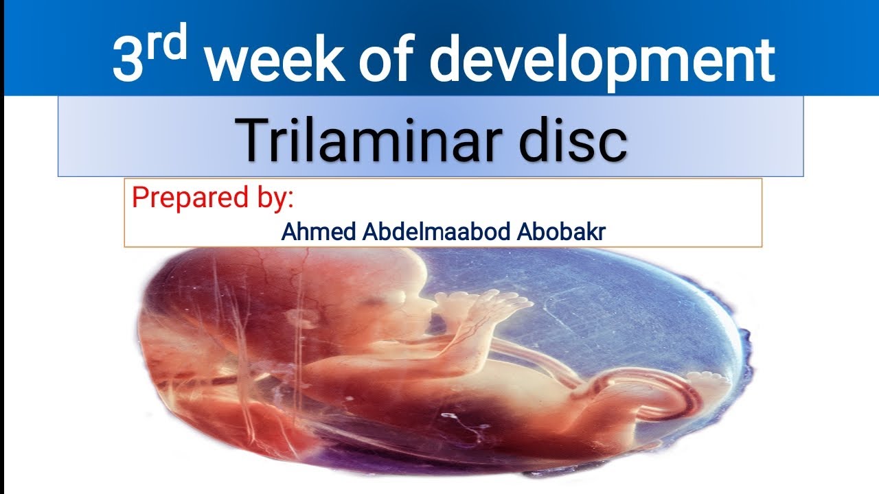 9. Third week of development - YouTube