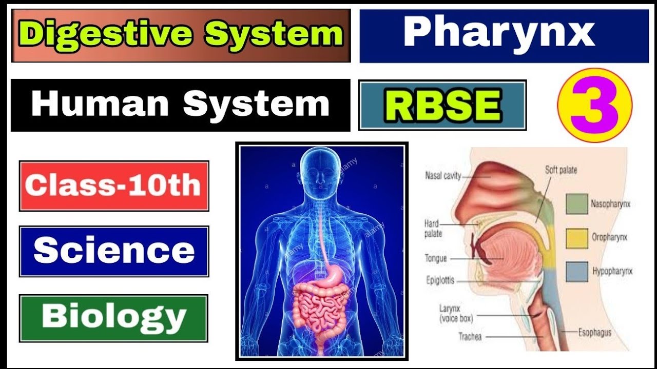 Part-3 ll Pharynx ll Digestive System ll Human System ll Class-10th ll ...