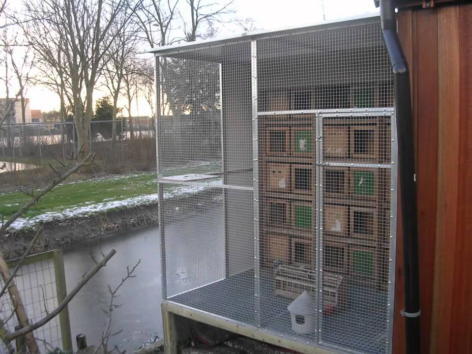 duiven rennen - YouTube
