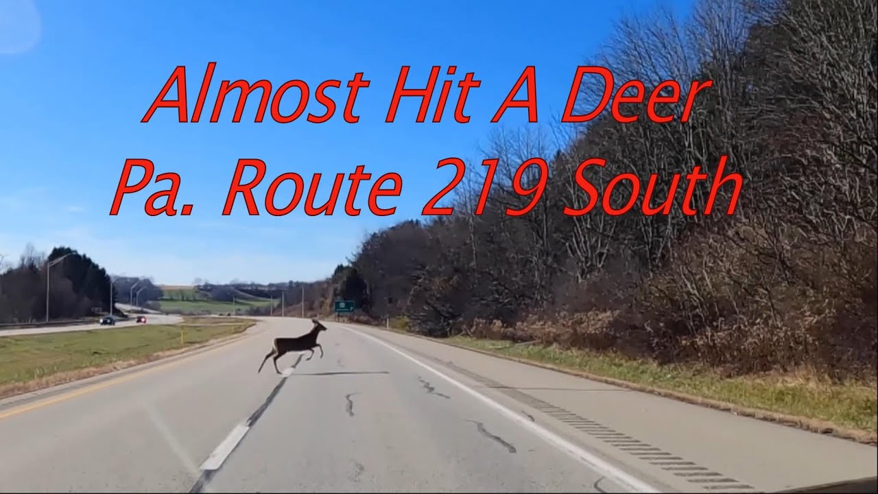I Almost Hit A Deer Today - YouTube