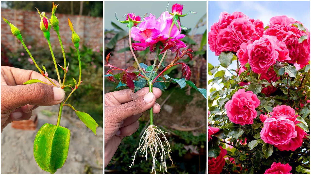 Amazing idea for grow rose plant at home from cutting || Best method ...