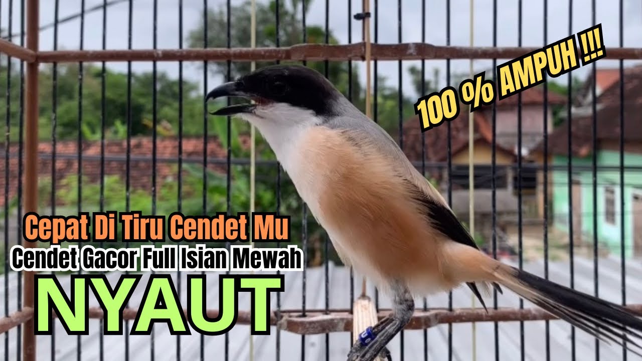 burung cendet gacor FULL ISIAN KASAR buat PANCINGAN CENDET AGAR BUNYI ...