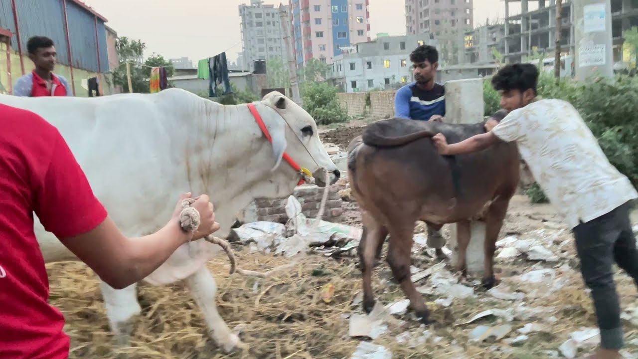 Cow Mating : An Unsuccessful Attempt of Cross Brahman Bull | DGH- BD CATTLE MARKET -2021 - YouTube