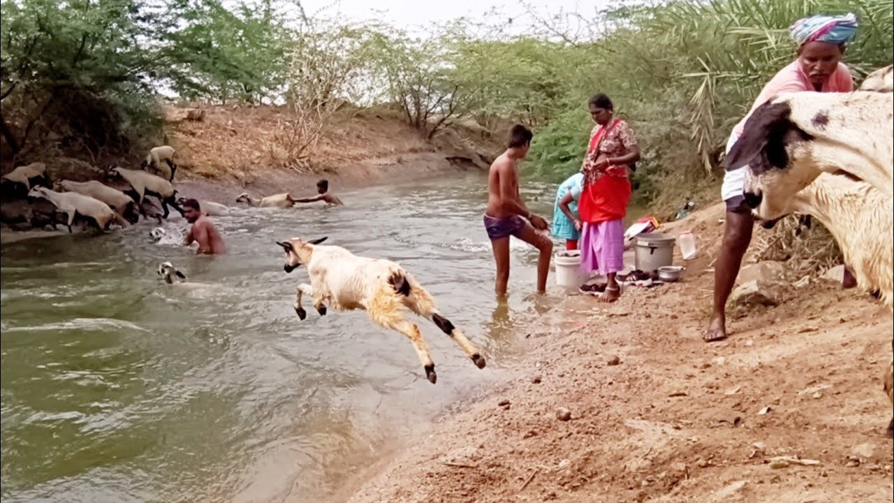 sheeps jumping into the river-sheep swimming video-sheep video-amazing ...