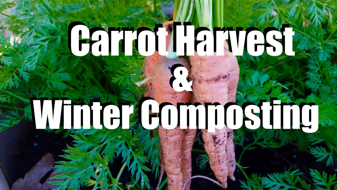 Carrot Harvest and Winter Composting Tips // Livestream (replay) - YouTube