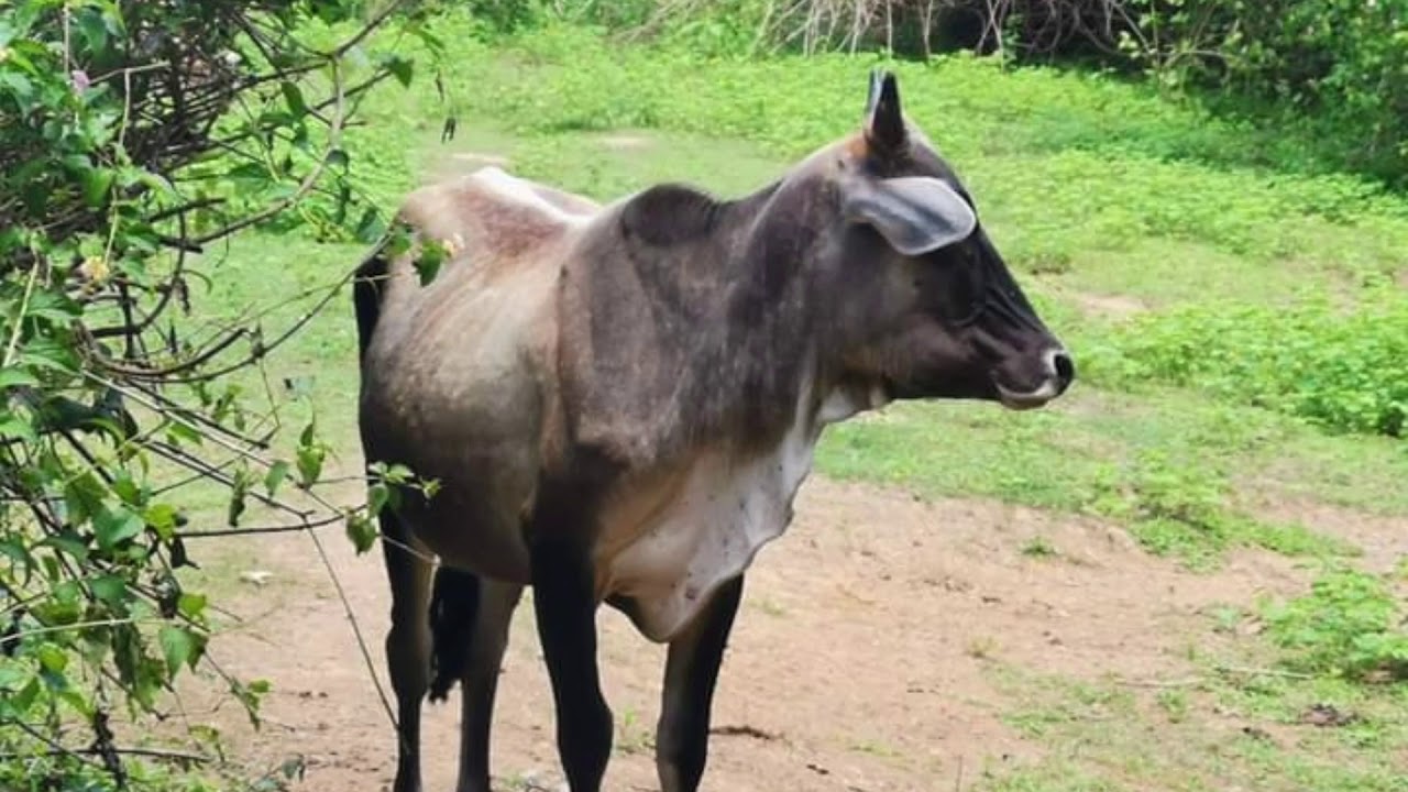 Mt.UGO TINONGDAN,ITOGON BENGUET - YouTube