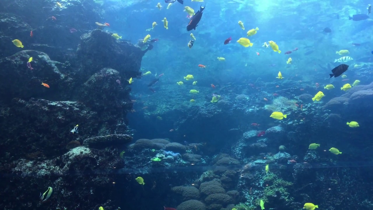 Georgia Aquarium Tropical Reef Tank - YouTube