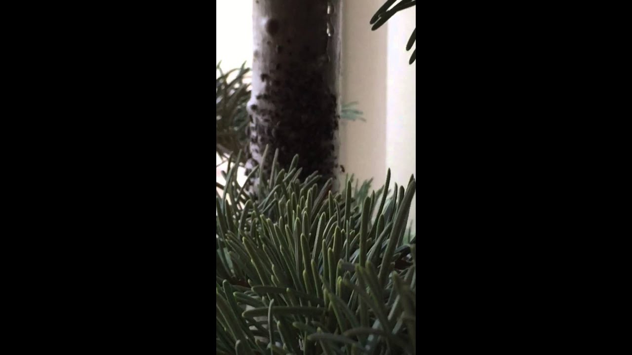 Infestation of spiders (we think) in our Christmas Tree!!! - YouTube