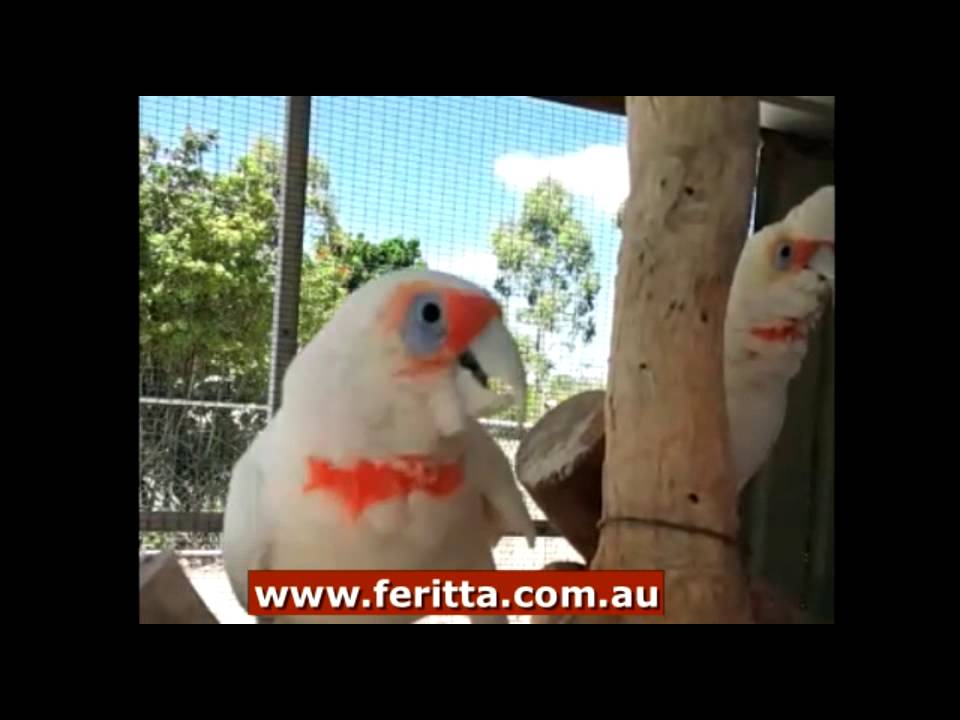 FUNNY DANCING BIRDS (Funny Videos) - Feritta TV - YouTube