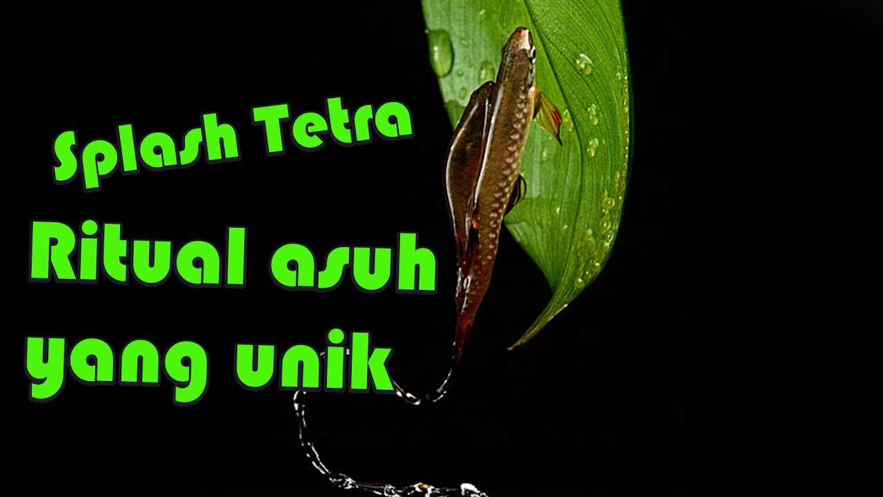 Copella arnoldi: Menguak Misteri Ikan Terbang dari Hutan Amazon ...