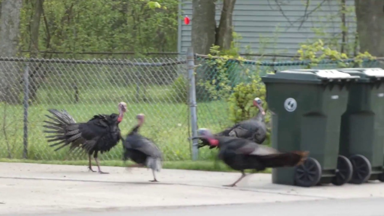 Turkey Fight! A flock of feisty male turkeys scuffle over the girls ...