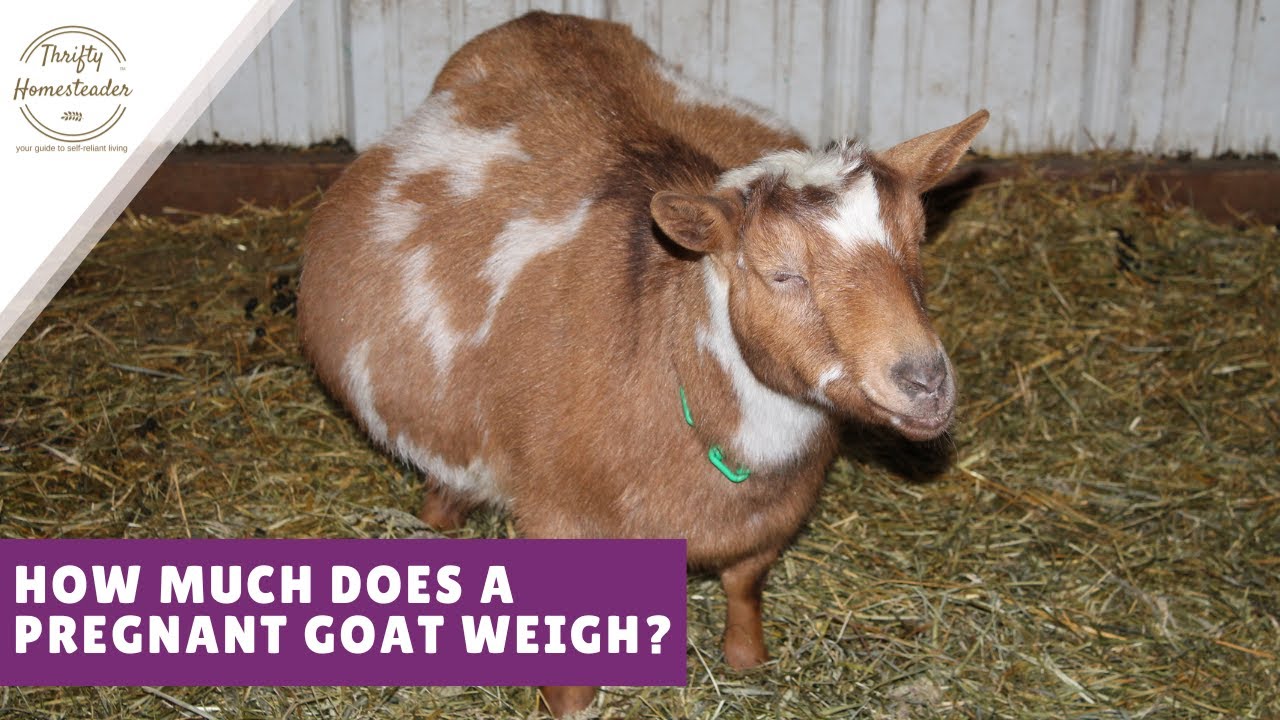 Goat Weight Gain During Pregnancy - YouTube