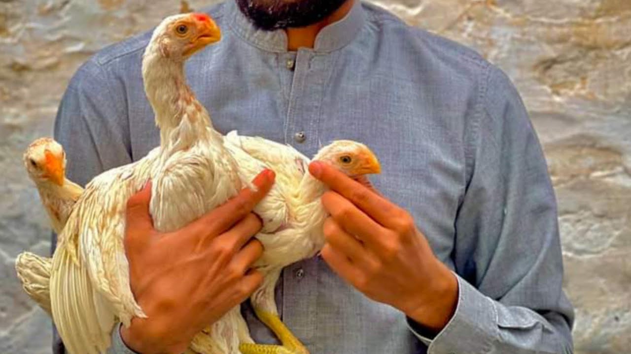 parrot beak aseel long haight chicks | aseel and animal pets lovers ...