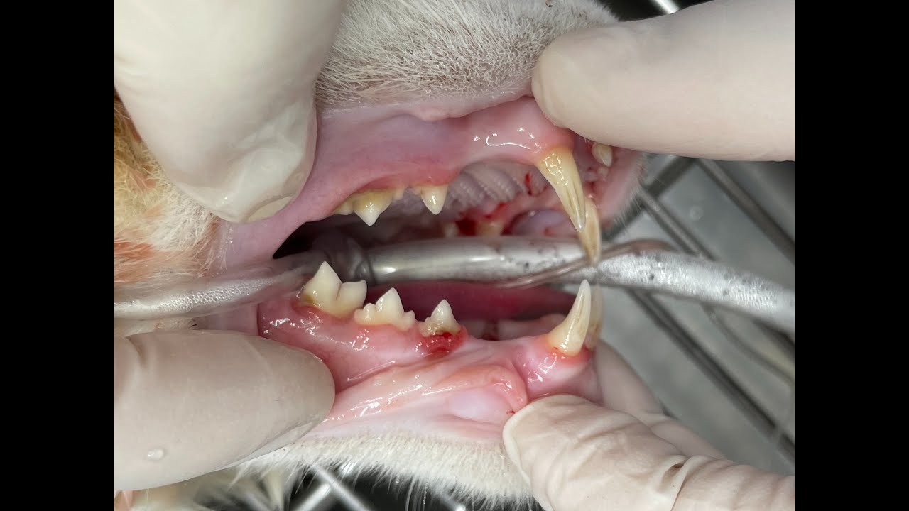 貓 407及409拔牙｜齒吸收｜feline 407 & 409 extraction｜tooth resorption - YouTube