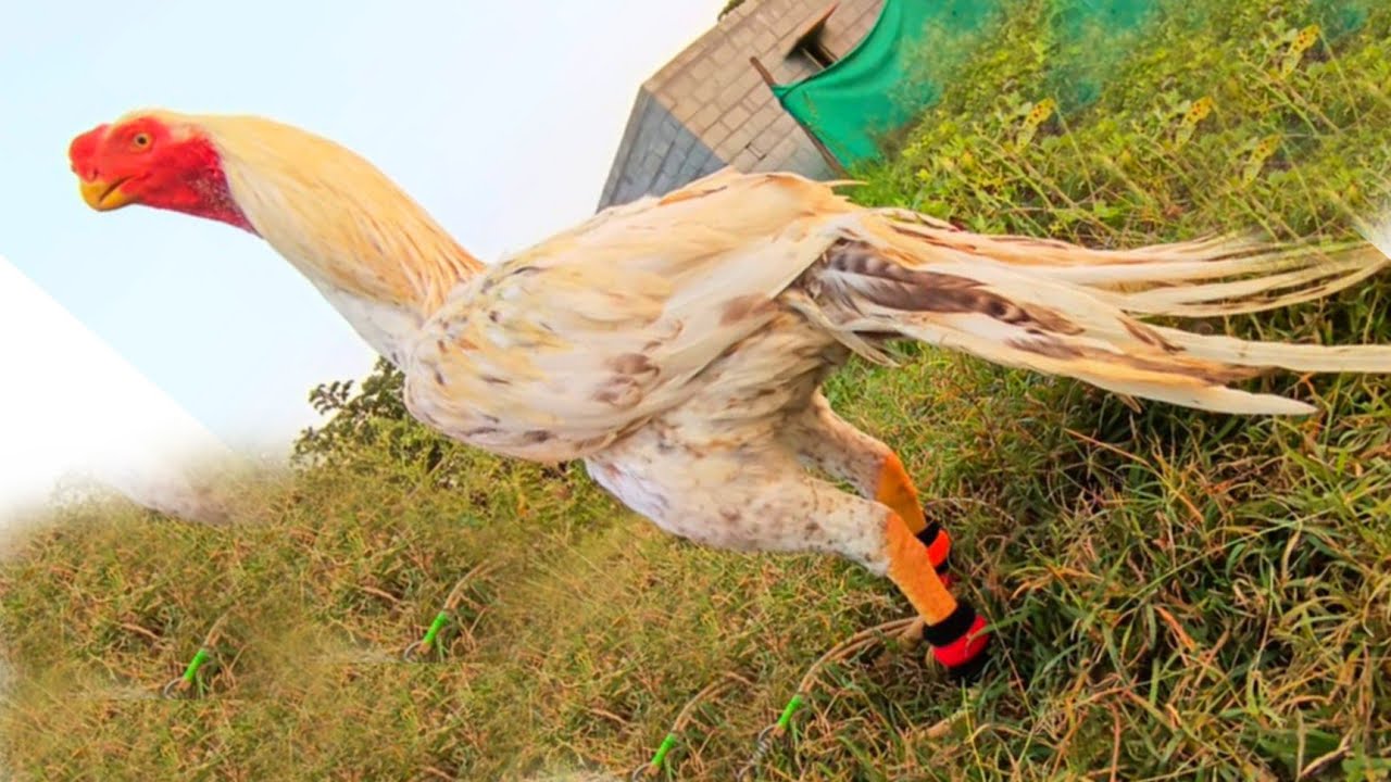 parrot beak aseel long tail aseel breeding | aseel and animal pets ...