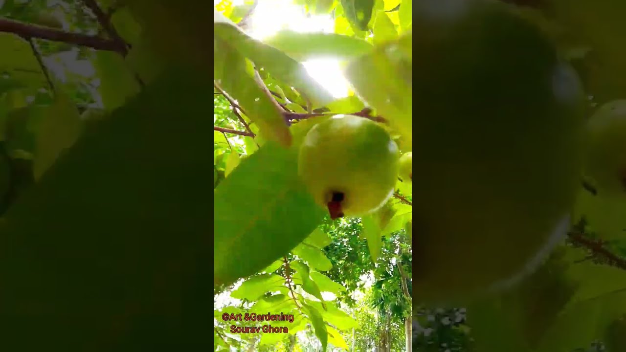 Ripe guava picking #guava #gardening #shortsvideo #rooftop #agriculture ...