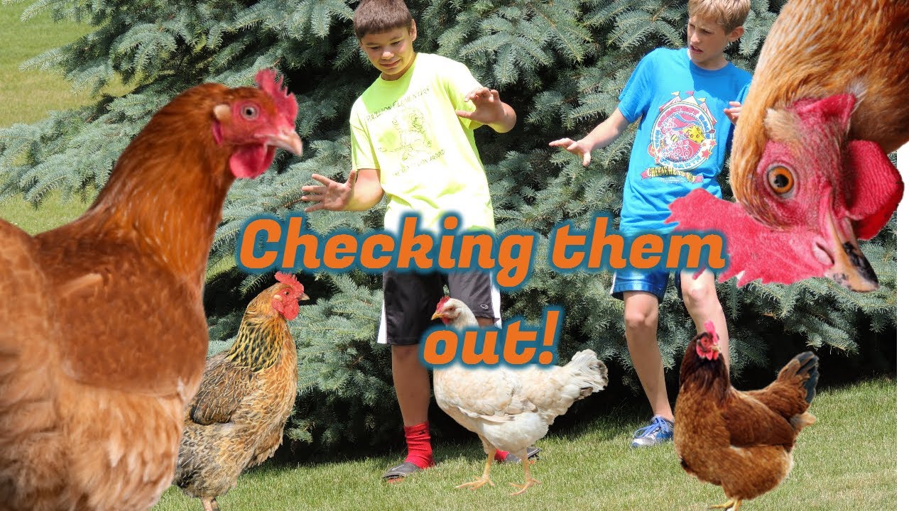 Checking Out The Chickens - YouTube