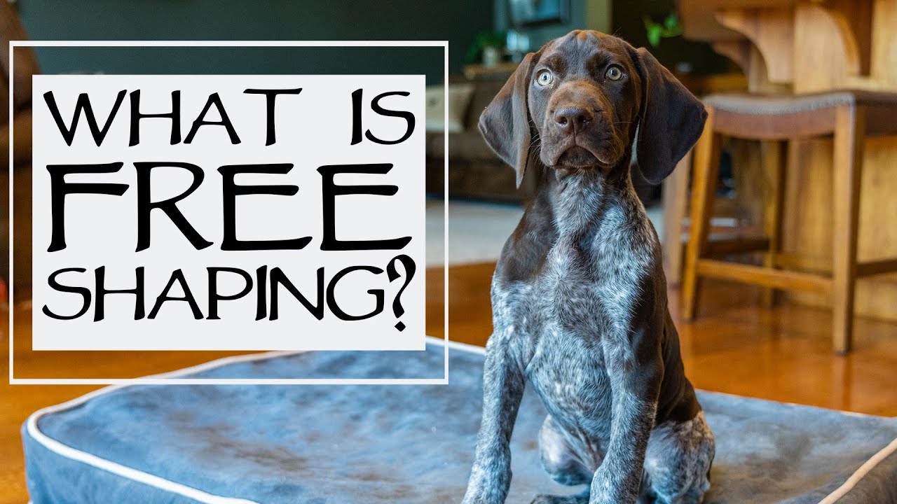 Free Shaping With A 9 Week Old Puppy - Teach Your Puppy To Get On A Dog ...