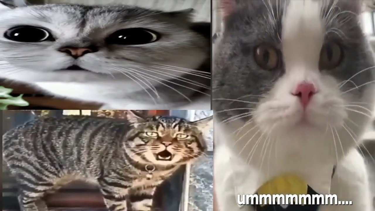 funny cat ,talking cats, Inlove cats. - YouTube