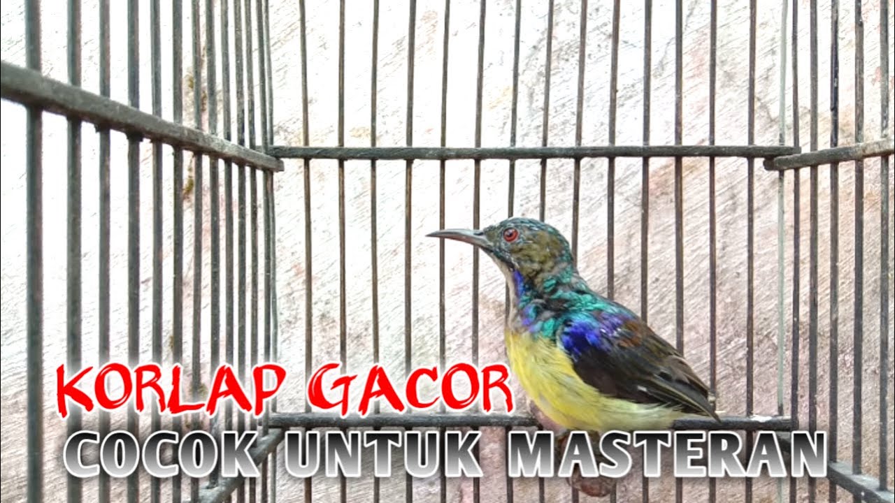 masteran korlap gacor | kolibri kelapa | cocok untuk masteran burung ...
