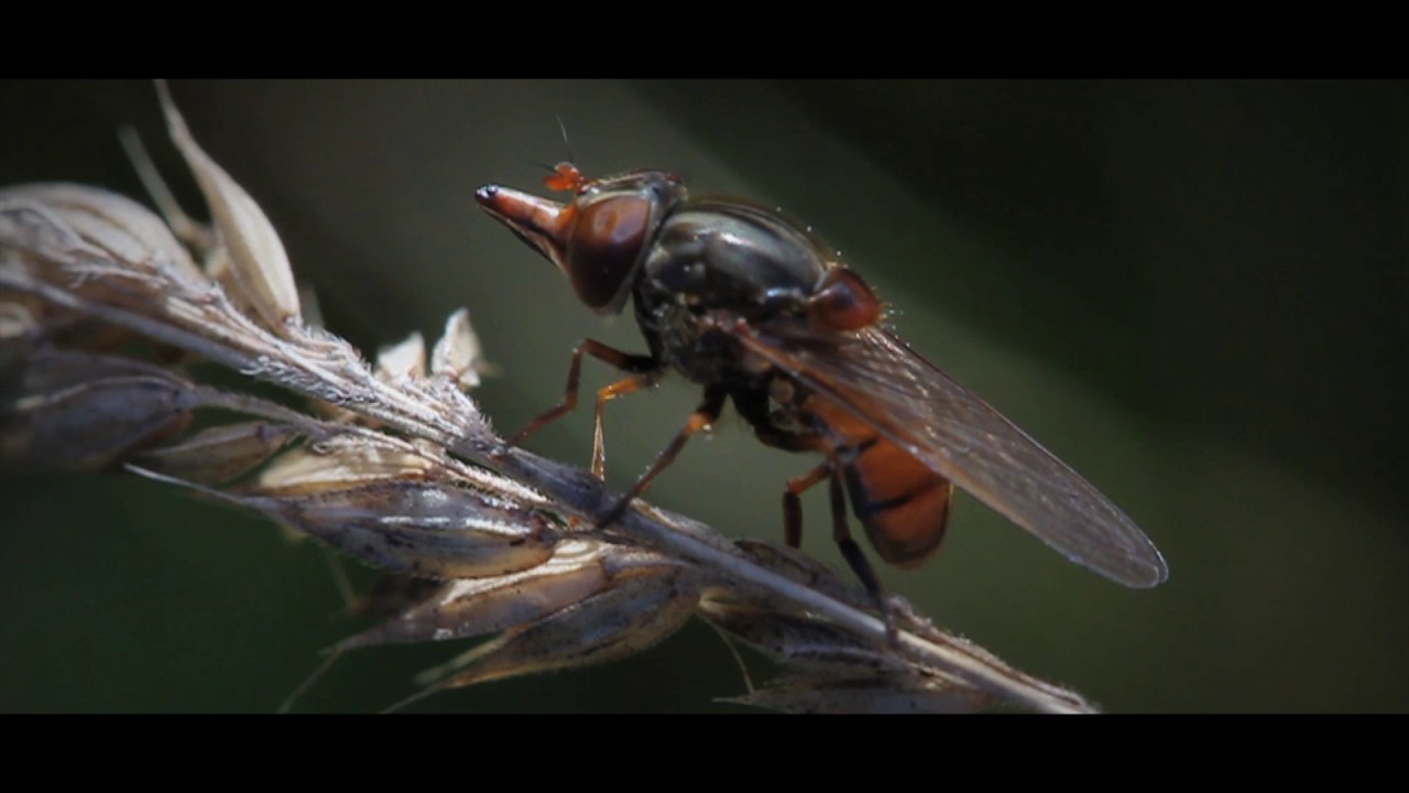 Flies are Fascinating - YouTube