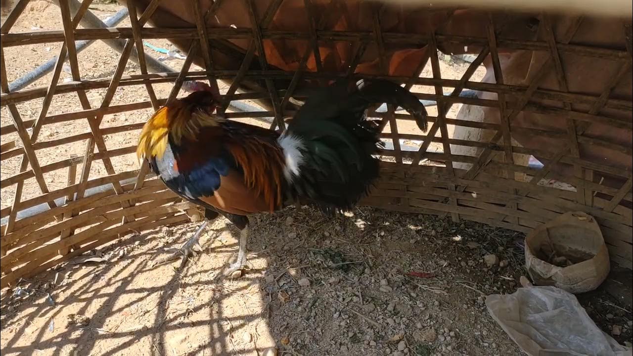 Qaib F1 Zoo Nraug Dawb Nreg - YouTube