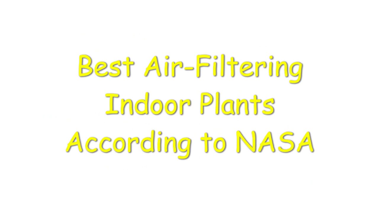 Best Air Filtering Plants According to NASA 🎍🏠 Flourish by Flora - YouTube
