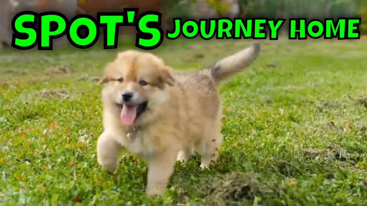 Spot’s Journey Home, Toddlers Bedtime Stories, Sleepy Bedtime Stories ...