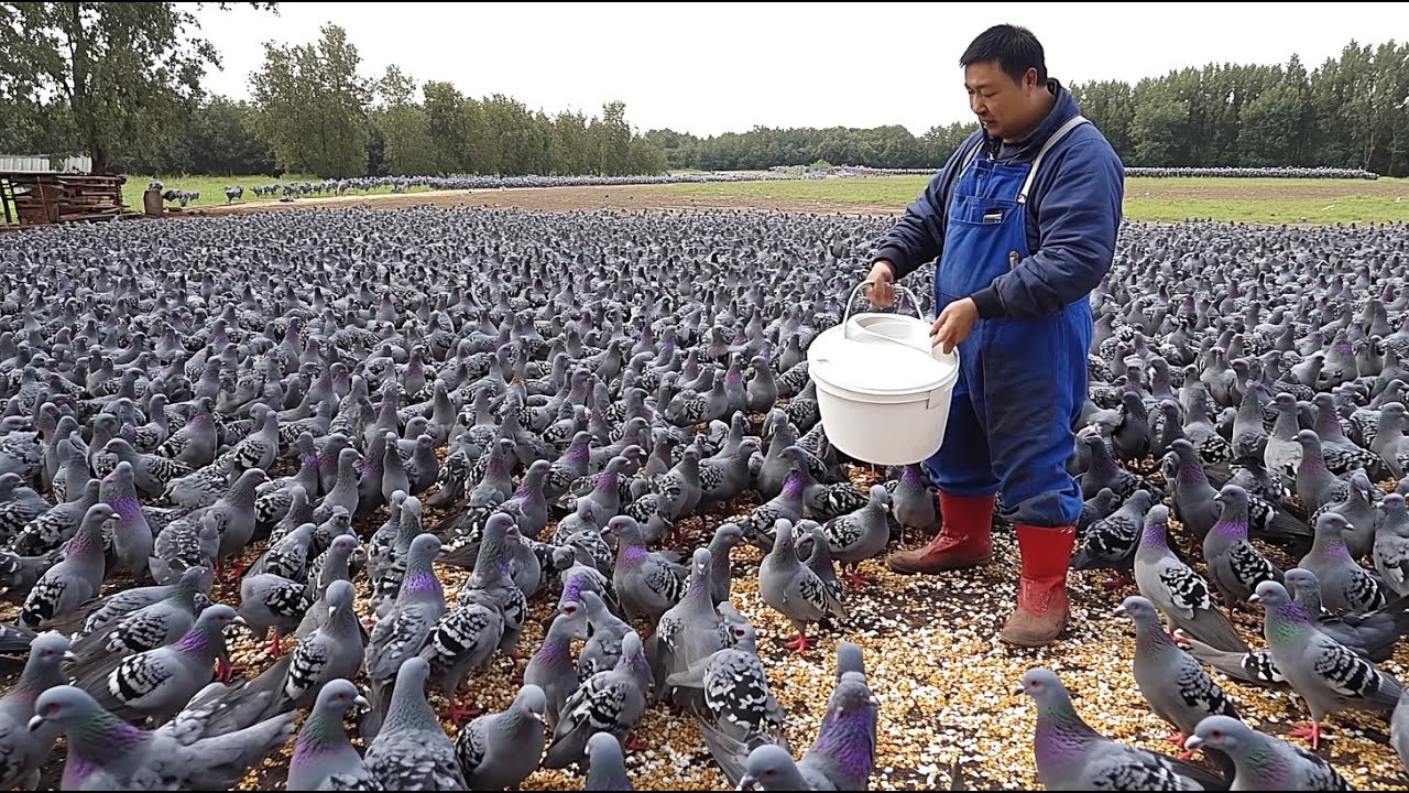 Inside Massive Pigeon Farms - How Chinese Farmers Raise Millions of ...